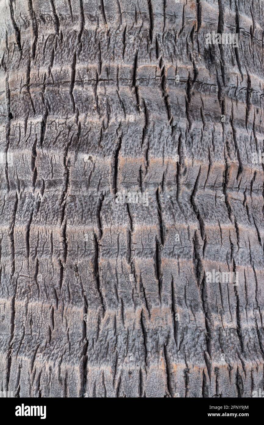 Coconut tree trunk texture Stock Photo - Alamy