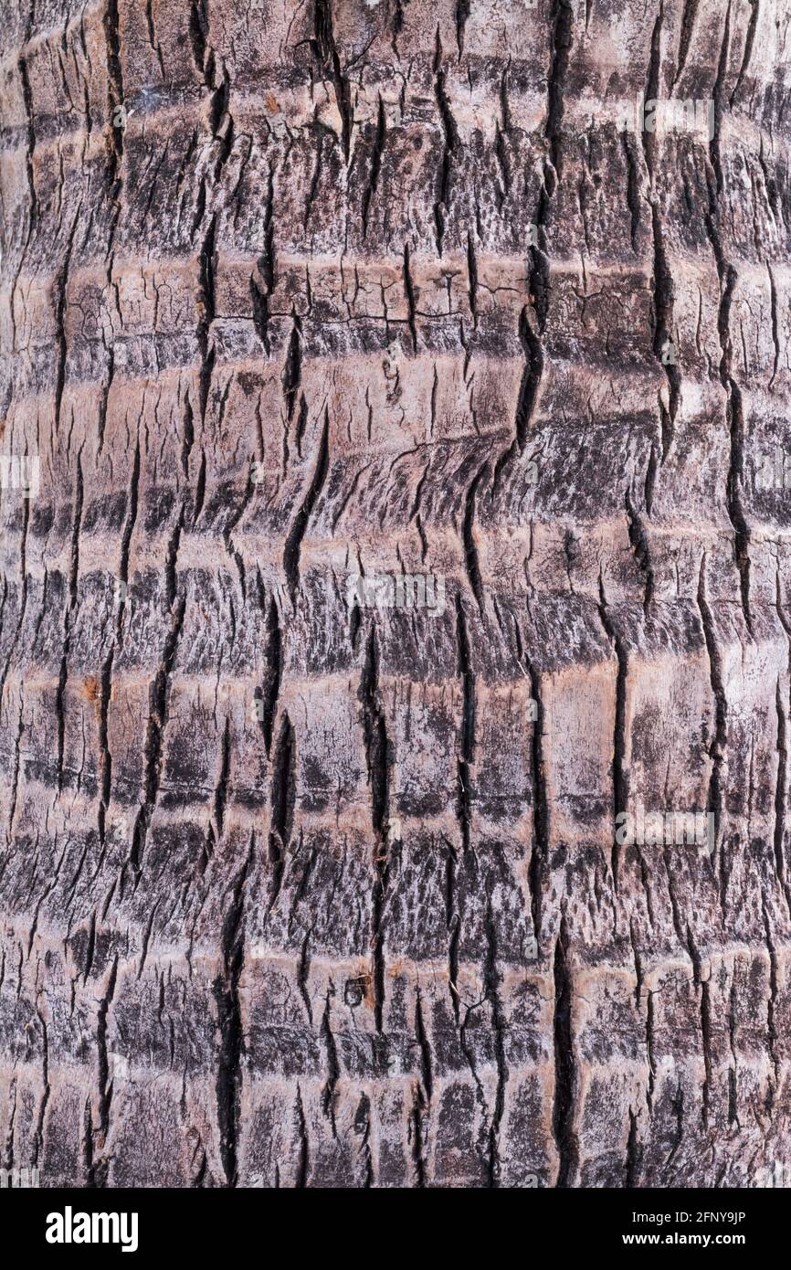 Coconut tree trunk texture Stock Photo - Alamy