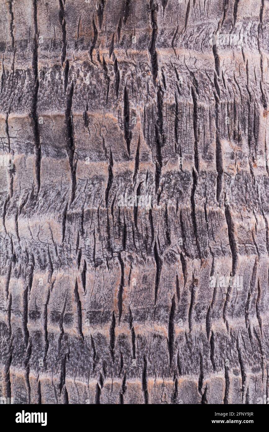 Coconut tree trunk texture Stock Photo - Alamy
