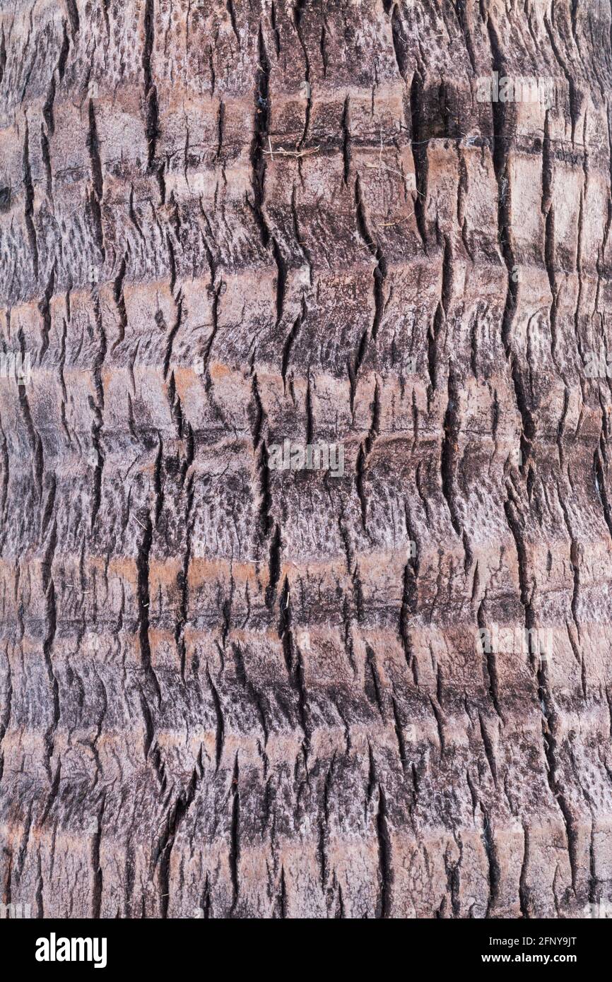 Coconut tree trunk texture Stock Photo - Alamy