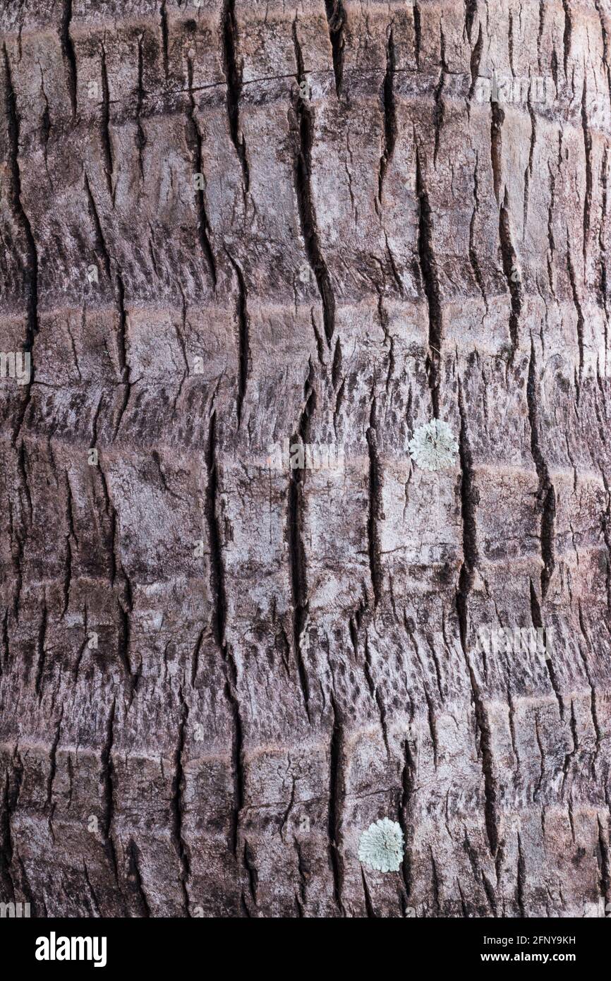 Coconut tree trunk texture Stock Photo - Alamy