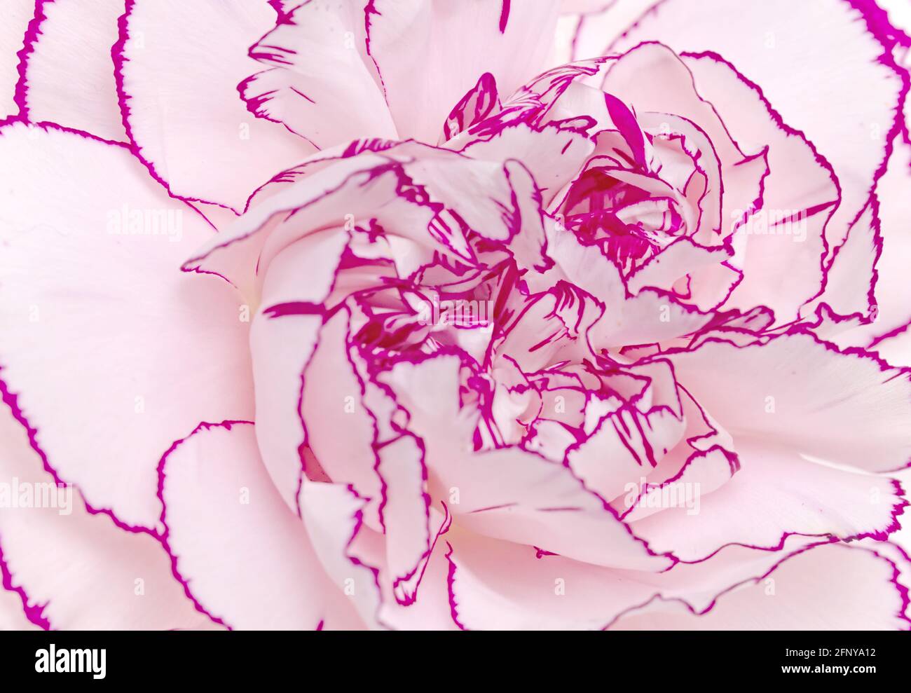 White flower with purple edges, isolated on white Stock Photo - Alamy