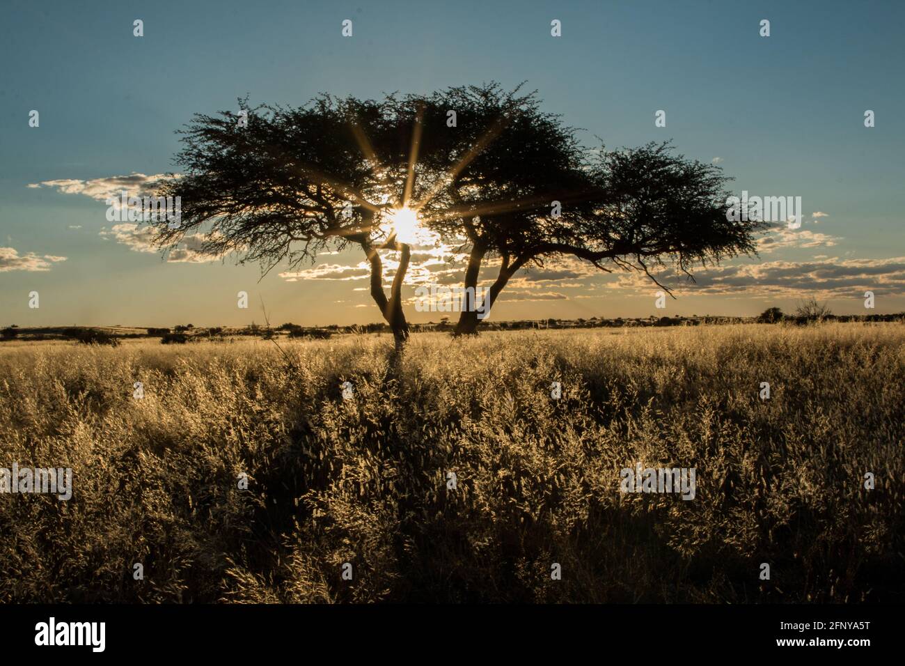 Beautiful desert scene africa hi-res stock photography and images - Alamy
