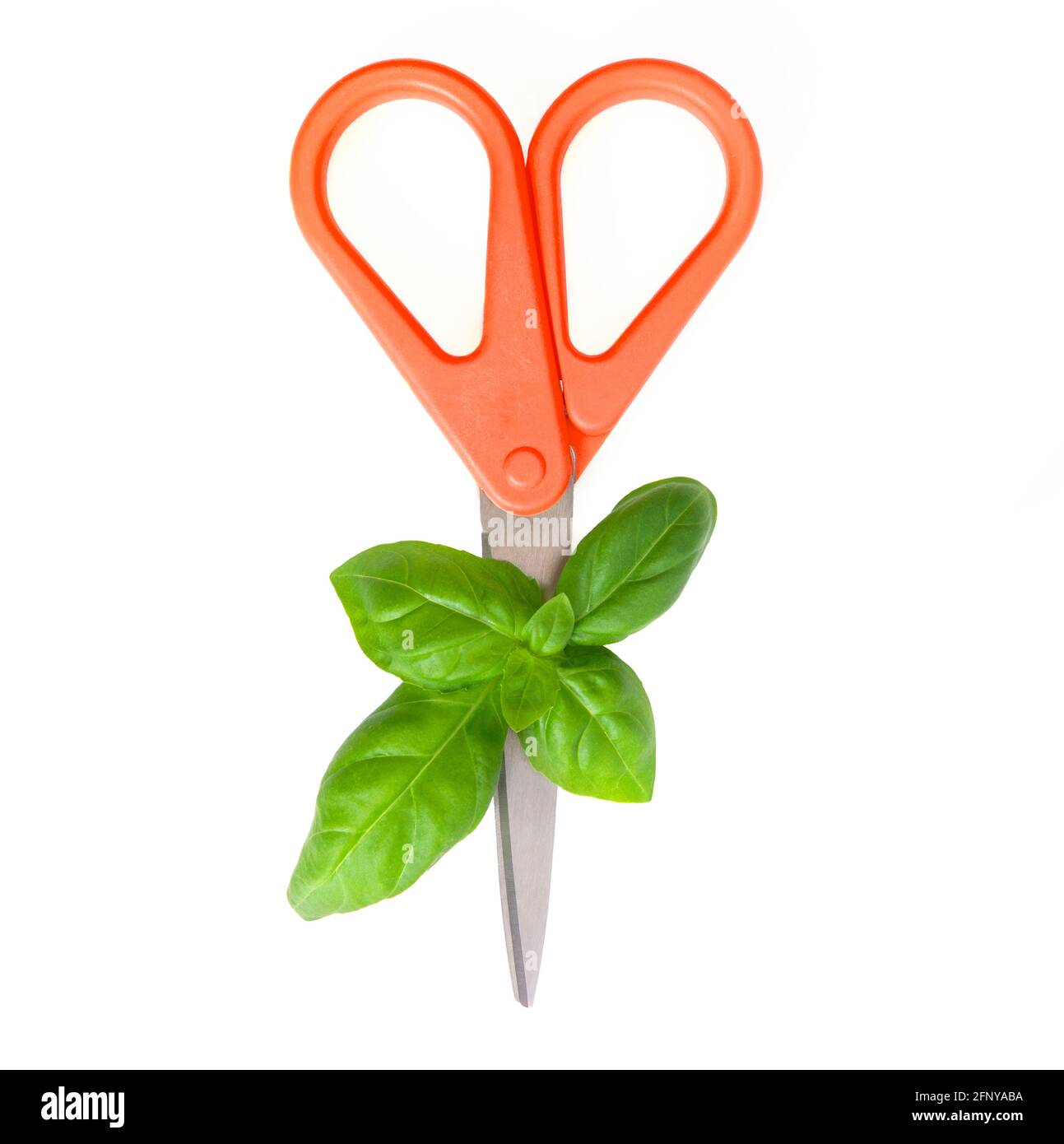 Close-up of fresh sweet basil leaves and scissors with heart shaped red ...