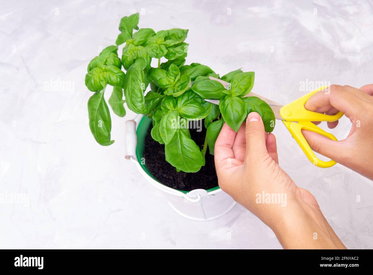 Trimming sweet basil with yellow scissors Stock Photo - Alamy