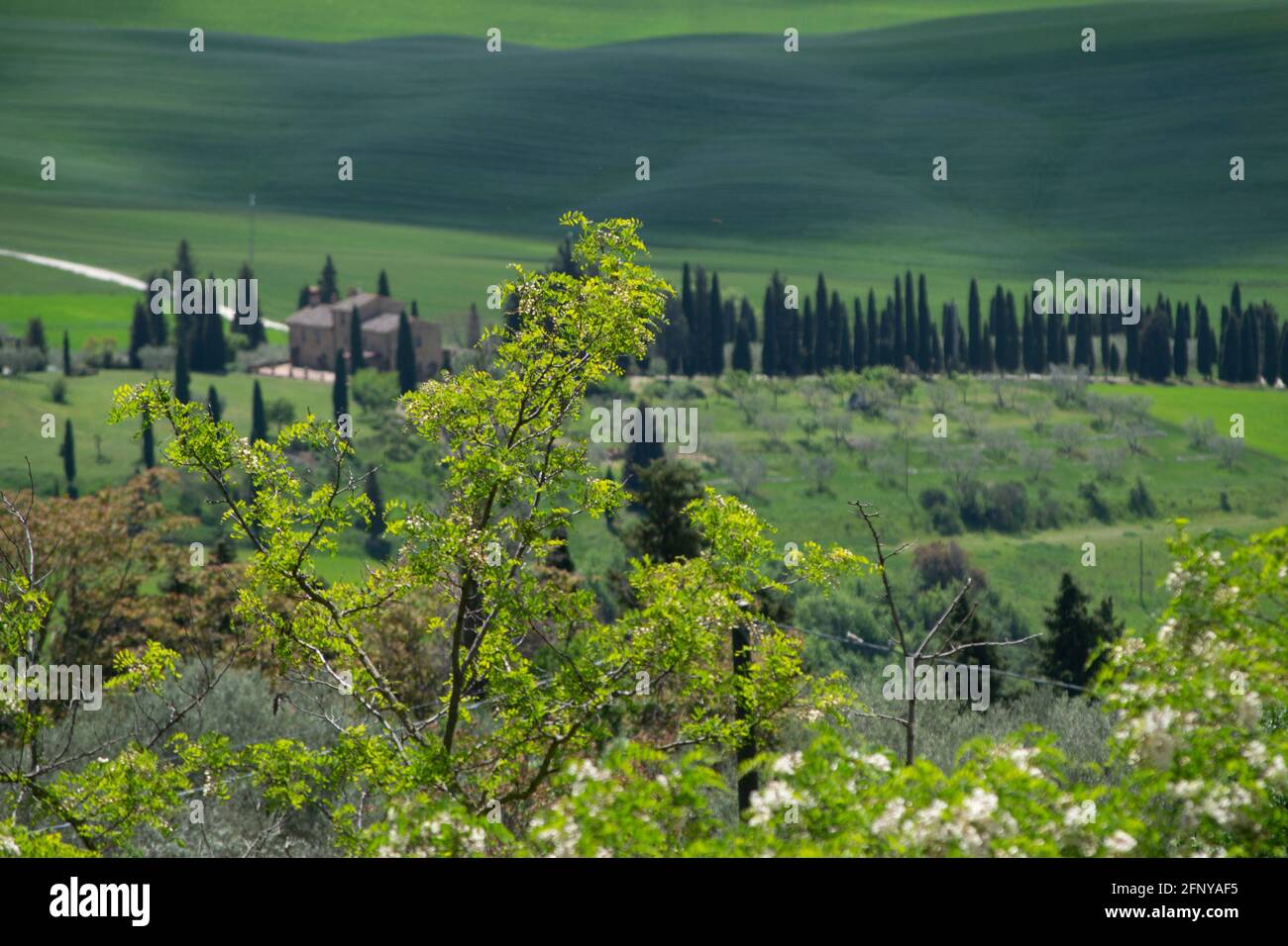 springtime background. Young tree with new leaves at spring with ...