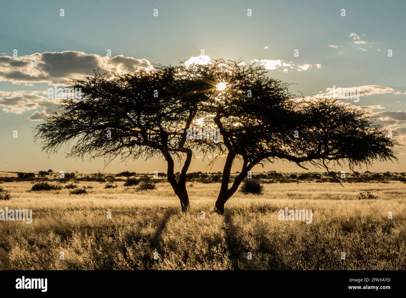 Beautiful desert scene africa hi-res stock photography and images - Alamy