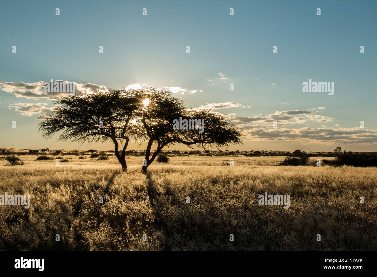Kalahari Desert Sunset