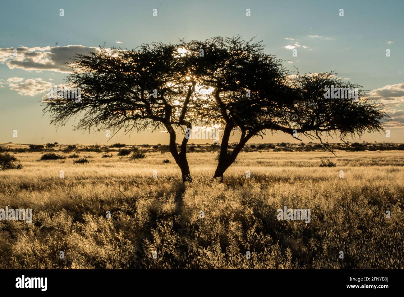 Beautiful desert scene africa hi-res stock photography and images - Alamy