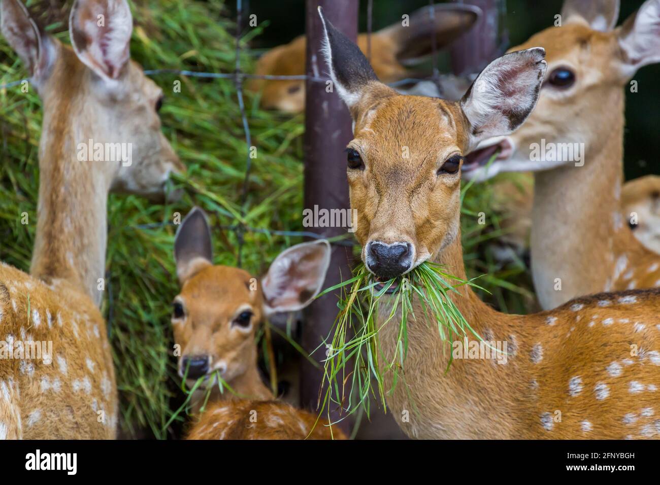 Whitetail deer eating grass hi-res stock photography and images - Alamy