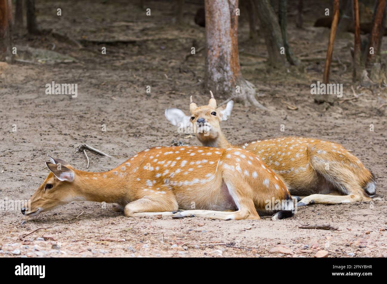 Young Whitetail Deer male and female sitting together in the public ...