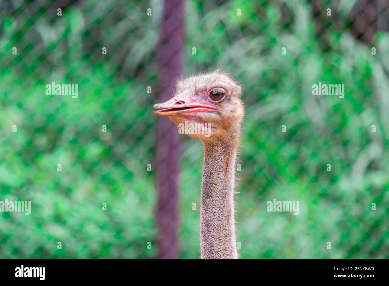 Head and eye of Ostrich closeup in the morning Stock Photo - Alamy