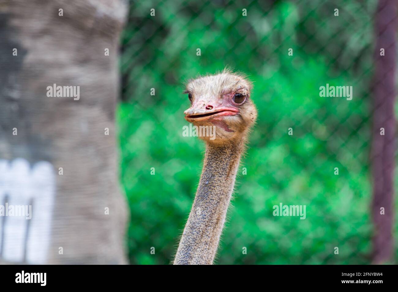 Head and eye of Ostrich closeup in the morning Stock Photo - Alamy