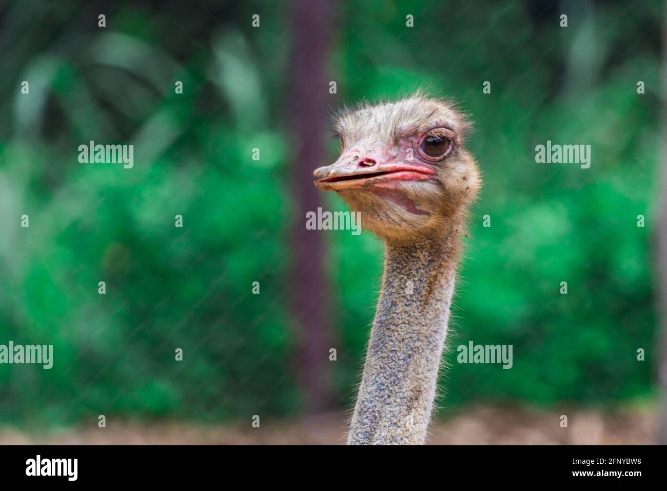 Head and eye of Ostrich closeup in the morning Stock Photo - Alamy