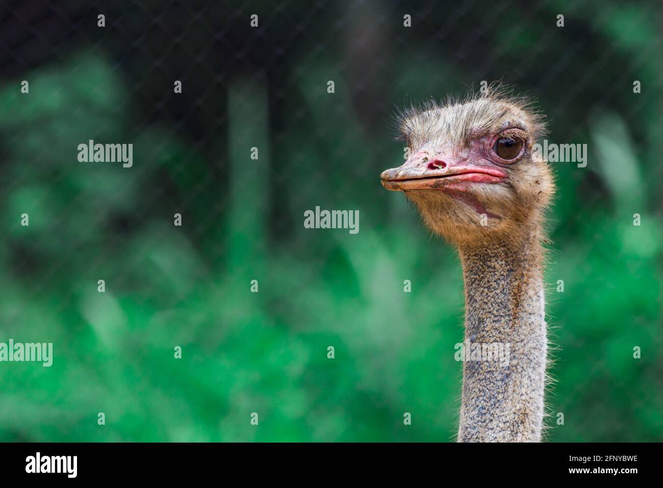 Head and eye of Ostrich closeup in the morning Stock Photo - Alamy