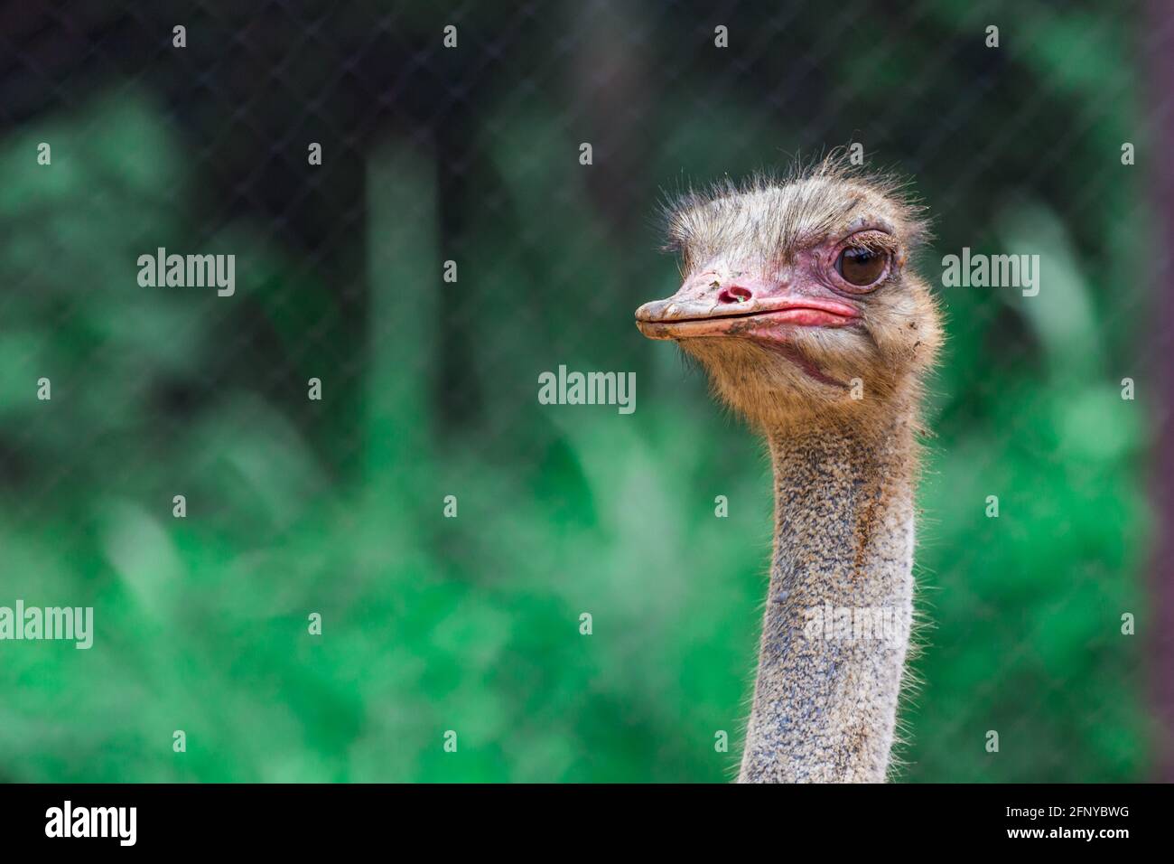 Head and eye of Ostrich closeup in the morning Stock Photo - Alamy