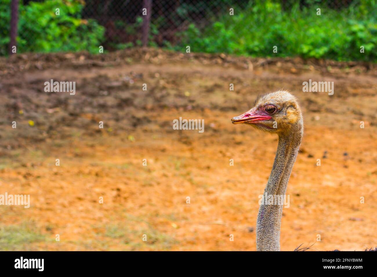 Head and eye of Ostrich closeup in the morning Stock Photo - Alamy