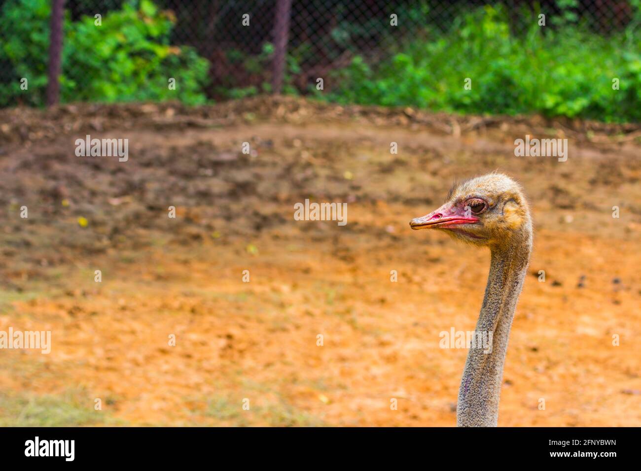 Head and eye of Ostrich closeup in the morning Stock Photo - Alamy