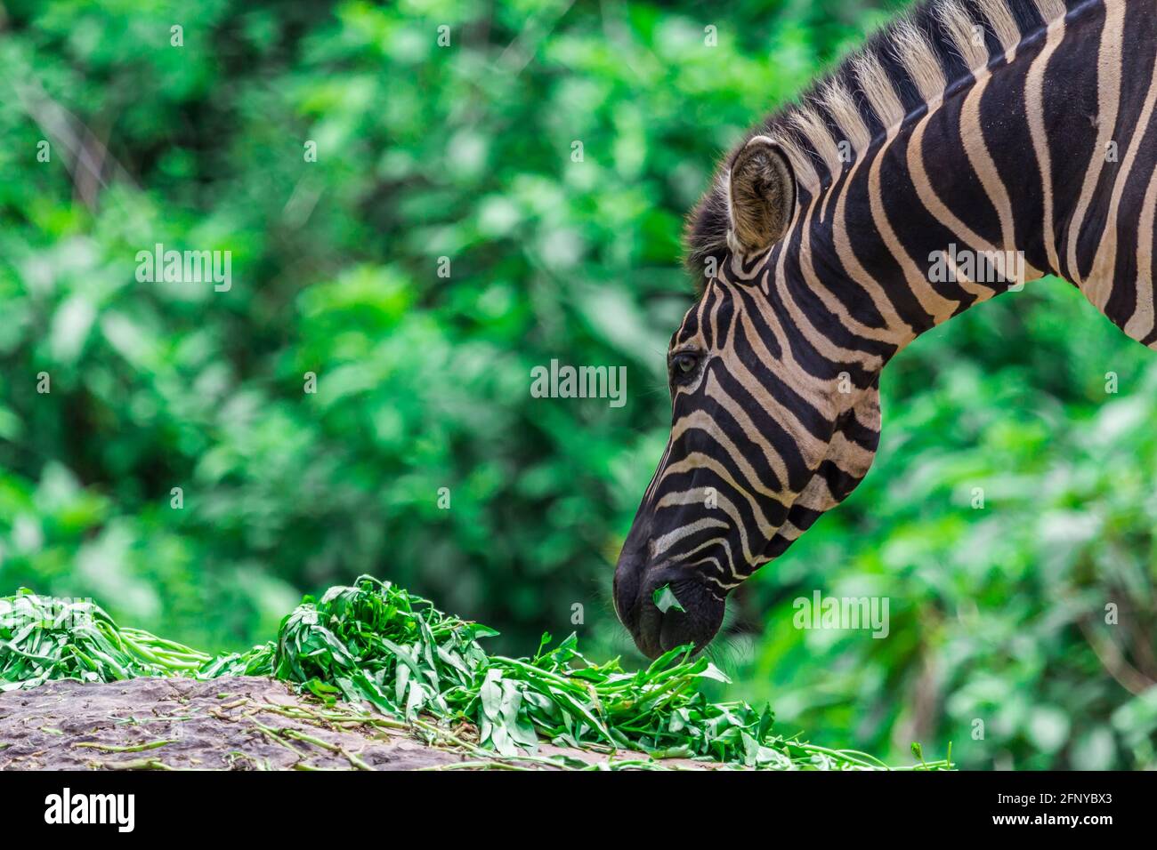 Zebra portrait face and head between eating, Nature Stock Photo - Alamy