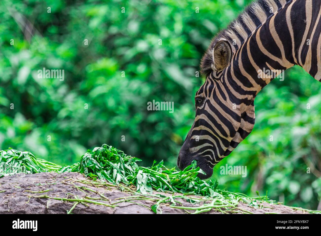 Zebra portrait face and head between eating, Nature Stock Photo - Alamy