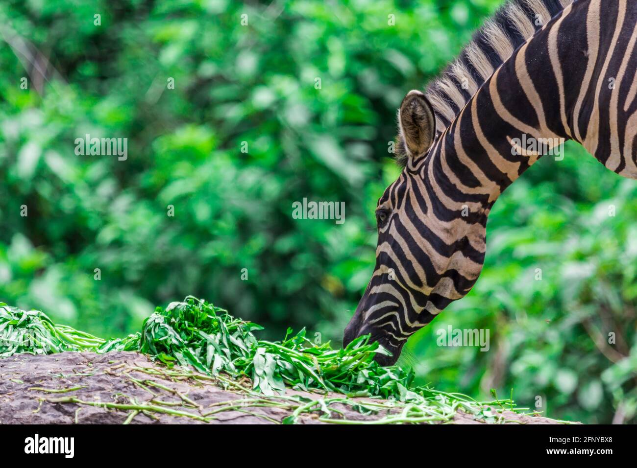 Zebra portrait face and head between eating, Nature Stock Photo - Alamy