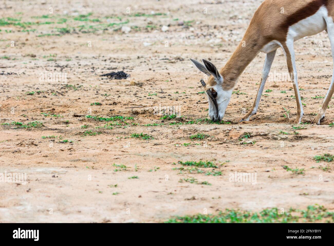 face and horn of Gemsbok antelope (Oryx gazella) deer, South Africa ...