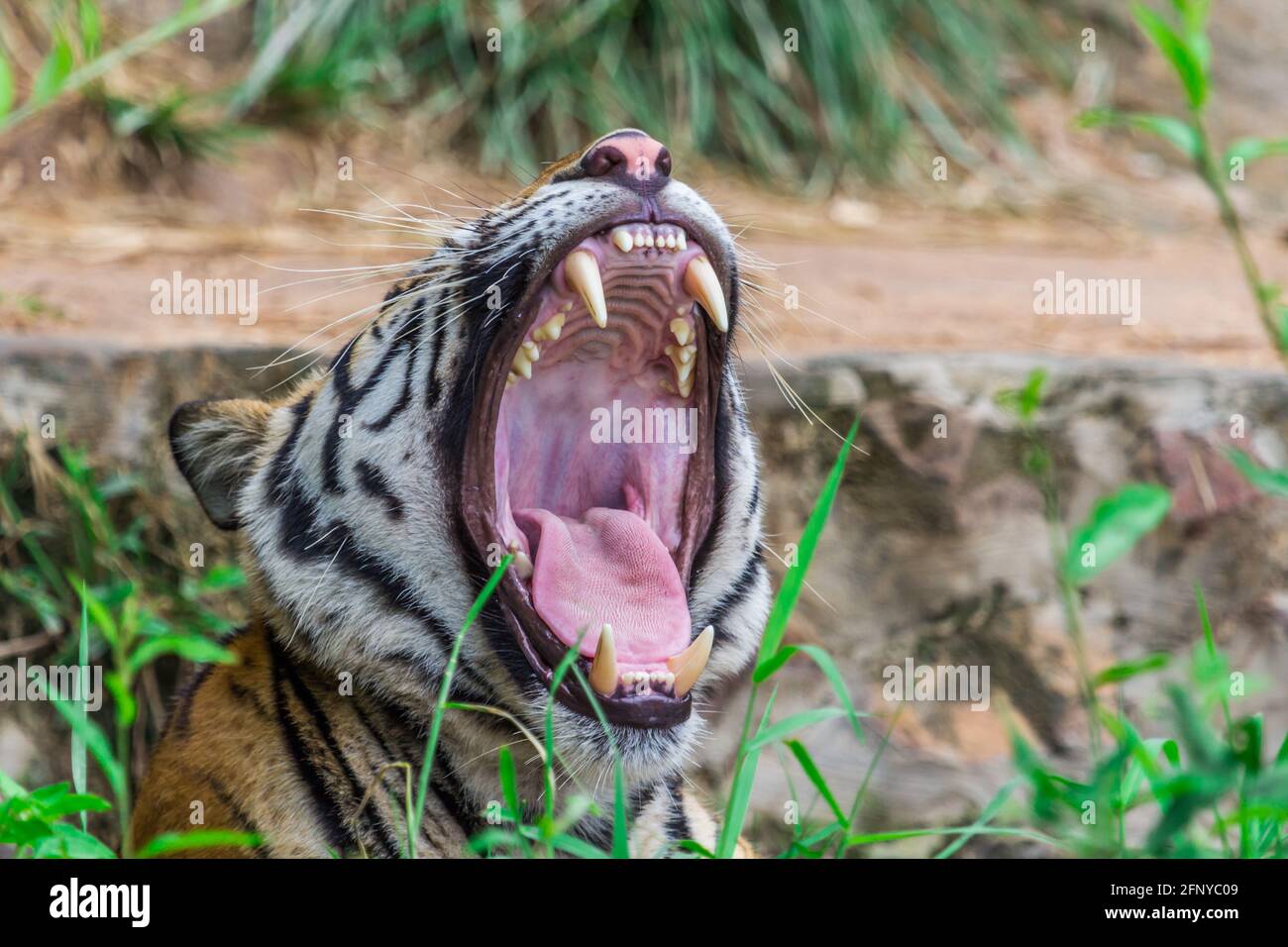 Teeth and tongue Royal Bengal tiger,Nature Stock Photo - Alamy