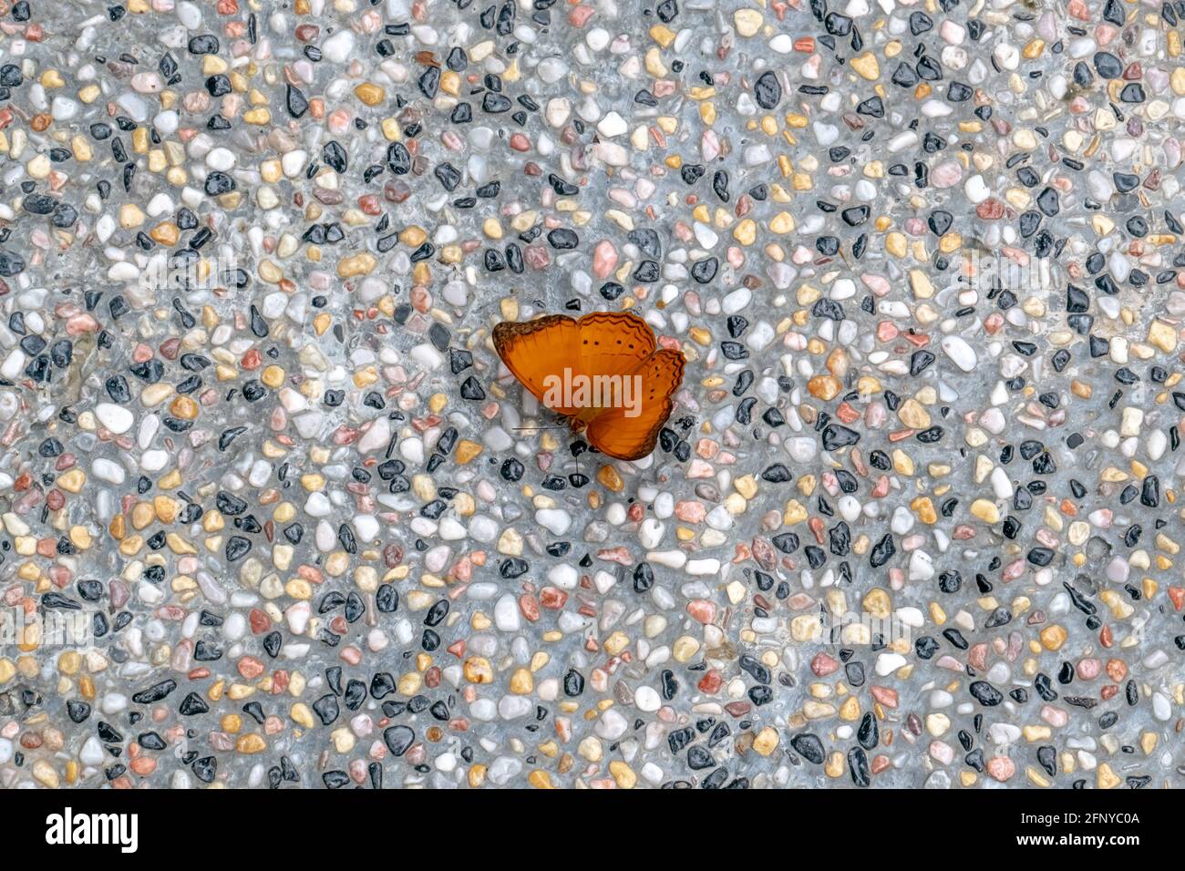 Close up orange butterfly called Common Yeoman Butterfly (Genus ...