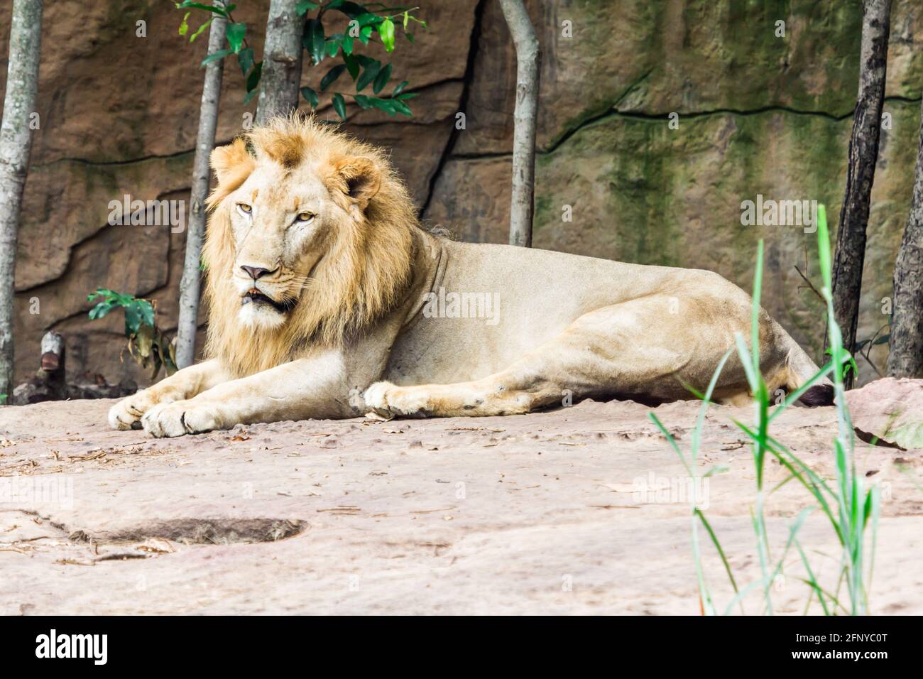 Big lion lying on the rock, Nature Stock Photo - Alamy