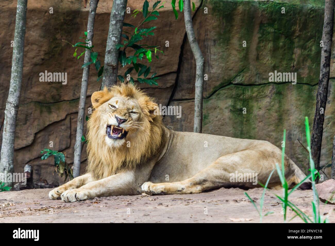 Lion Angry Wallpapers Big
