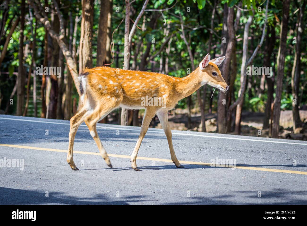 Deer crossing the street, Nature Stock Photo - Alamy