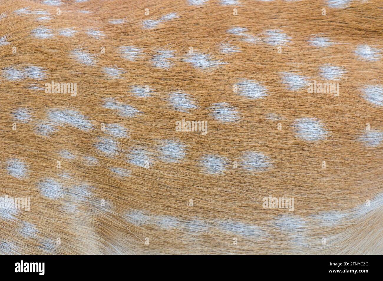 deer fur / deer skin texture background Stock Photo - Alamy