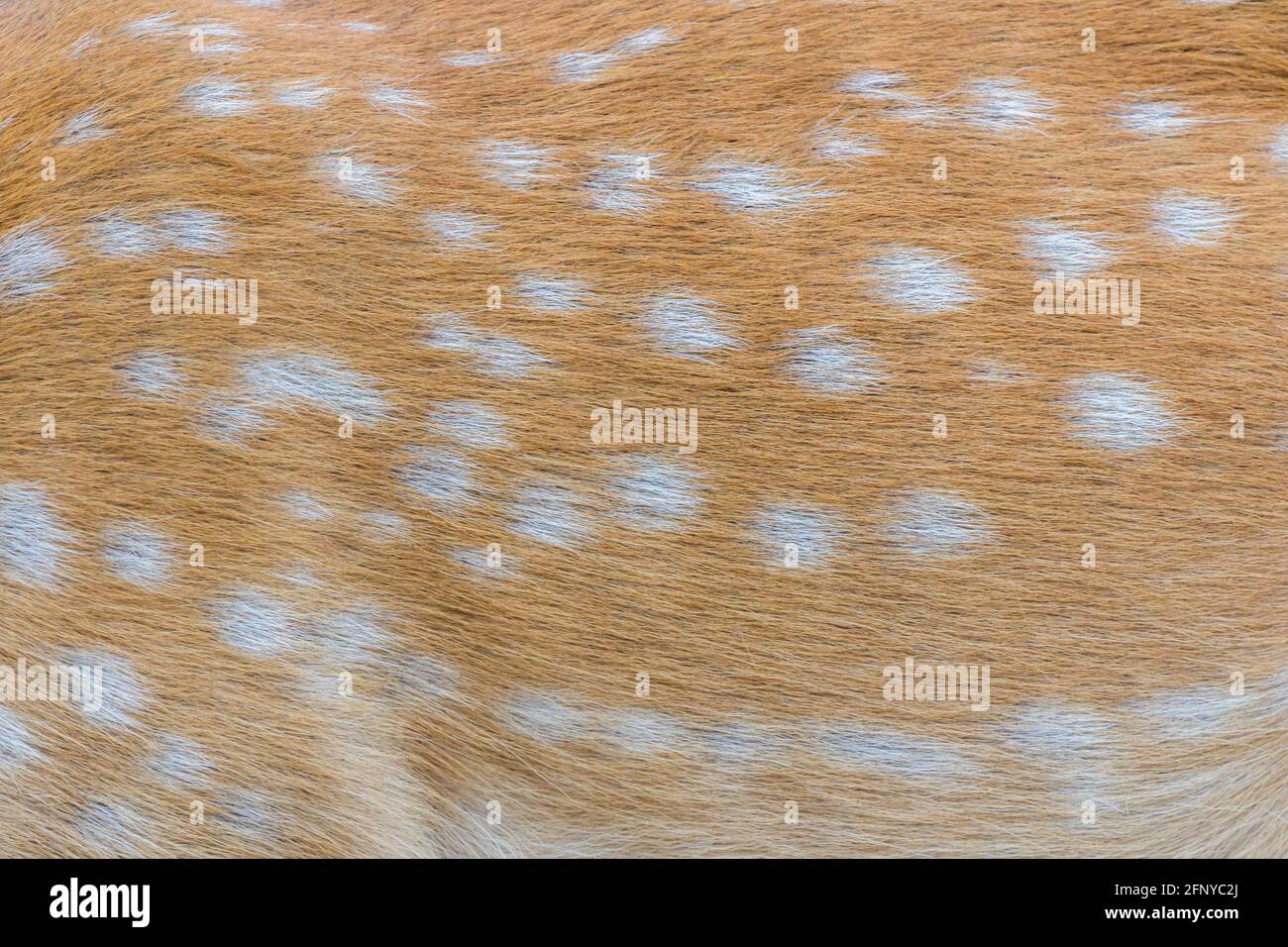 deer fur / deer skin texture background Stock Photo - Alamy