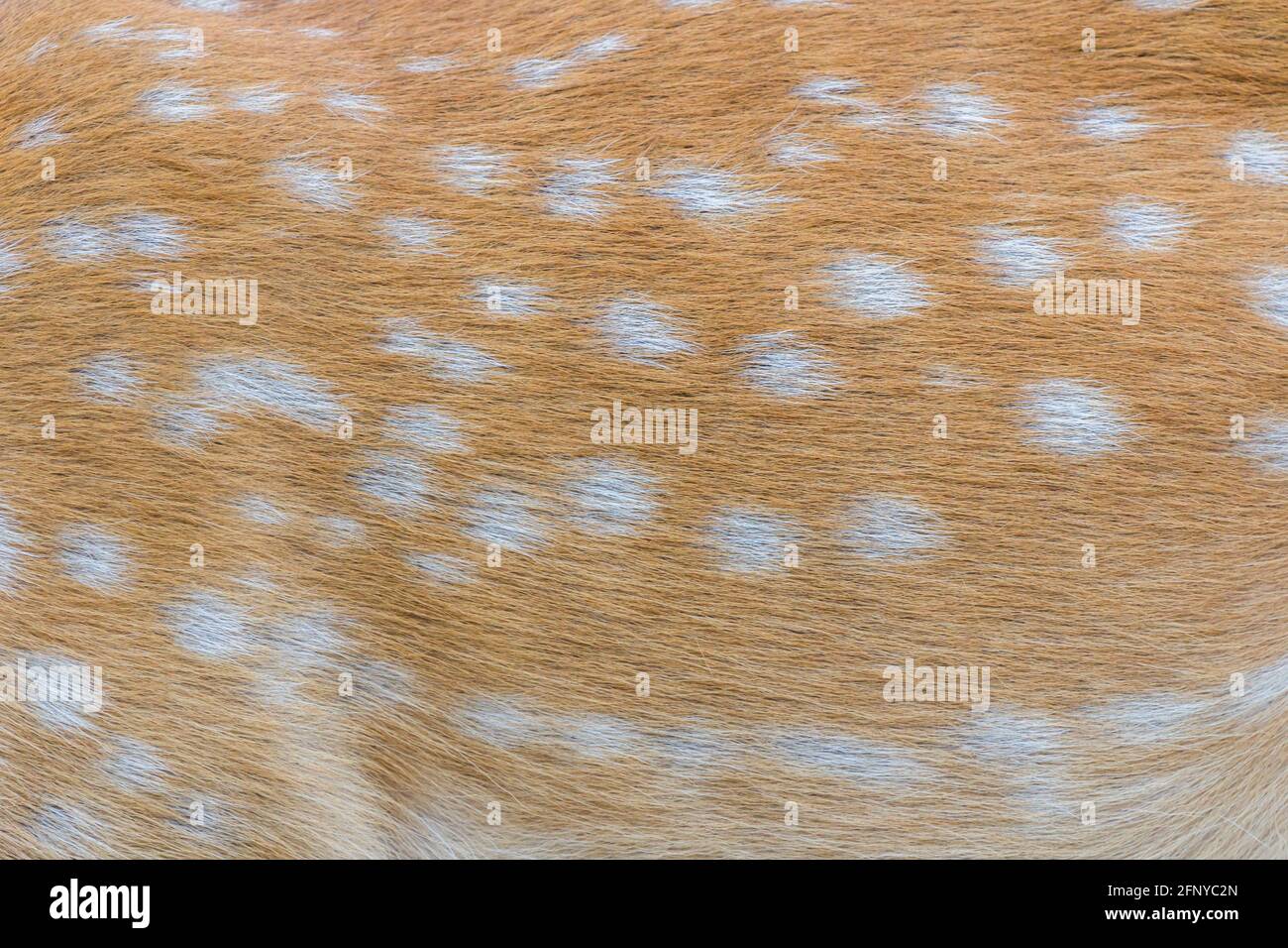 deer fur / deer skin texture background Stock Photo - Alamy