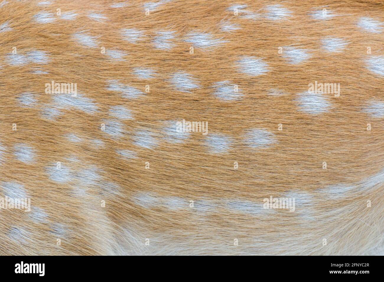 deer fur / deer skin texture background Stock Photo - Alamy