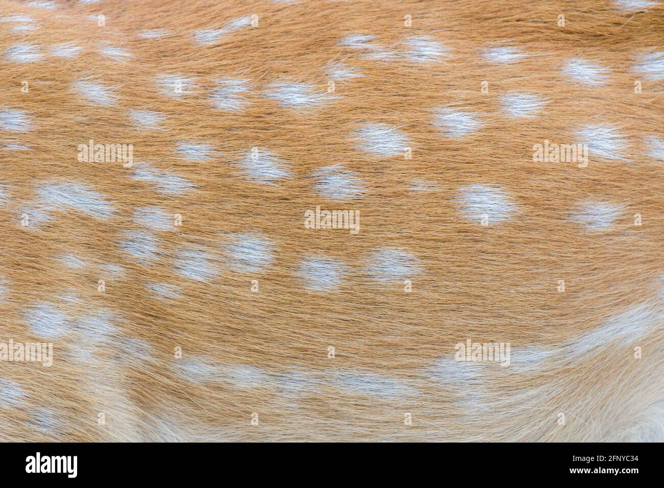 deer fur / deer skin texture background Stock Photo - Alamy