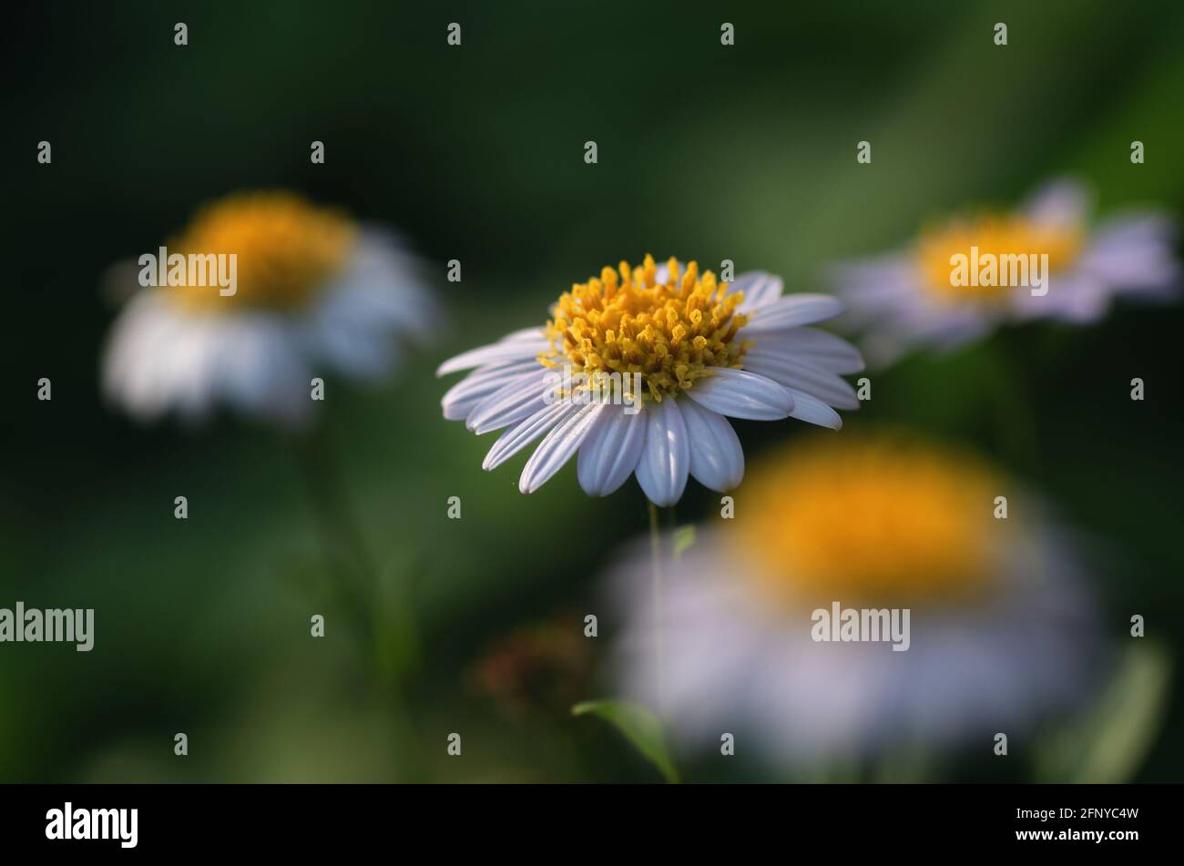 Close-up view of daisy flower in bloom Stock Photo - Alamy