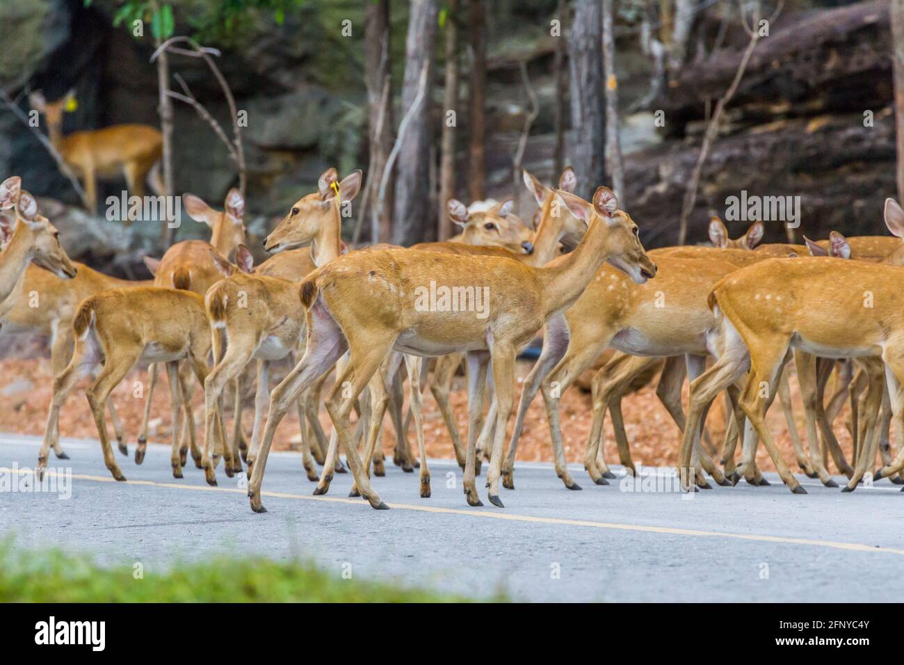 deer crossing the street background Stock Photo - Alamy