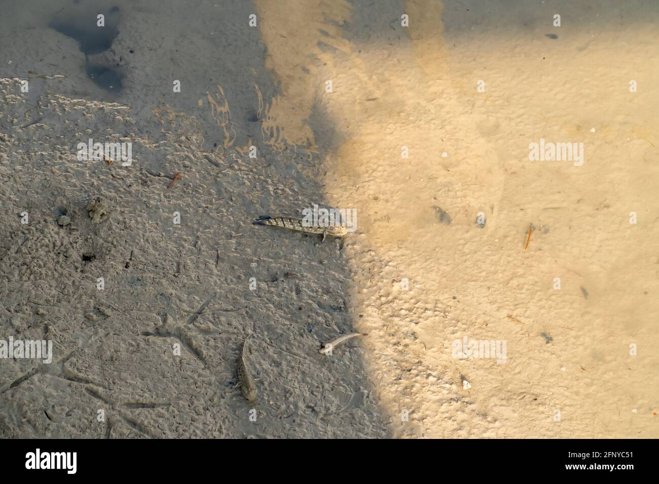 Blue spotted mudskipper fish or Amphibious fish (Boleophthalmus ...