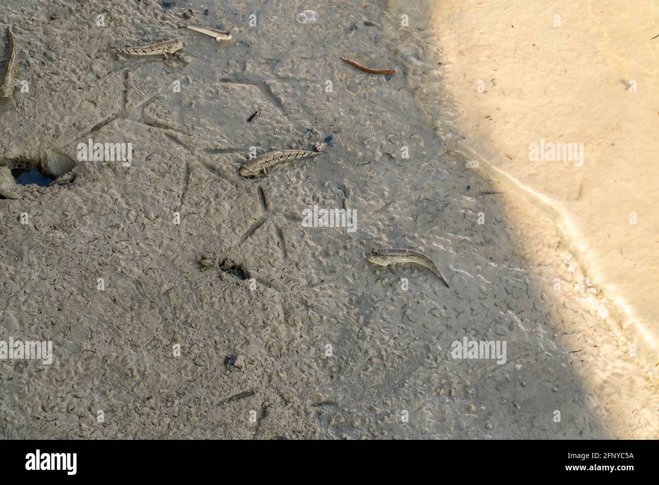 Blue spot mudskipper hi-res stock photography and images - Alamy