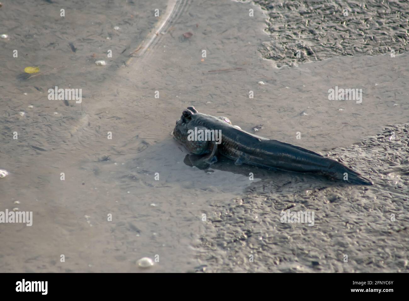 Giant mudskipper periophthalmodon schlosseri wildlife hi-res stock ...