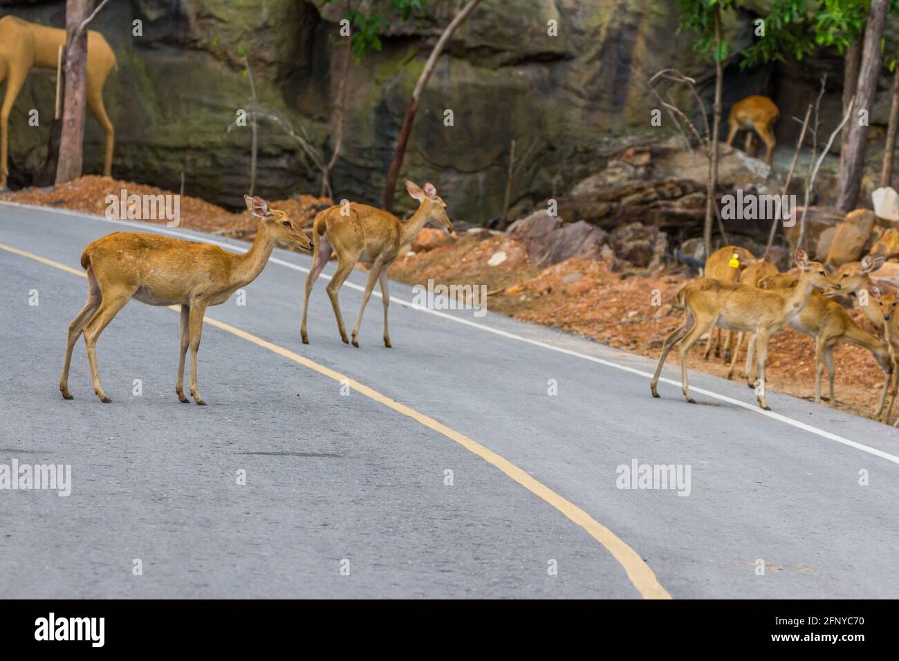 deer crossing the street background Stock Photo - Alamy