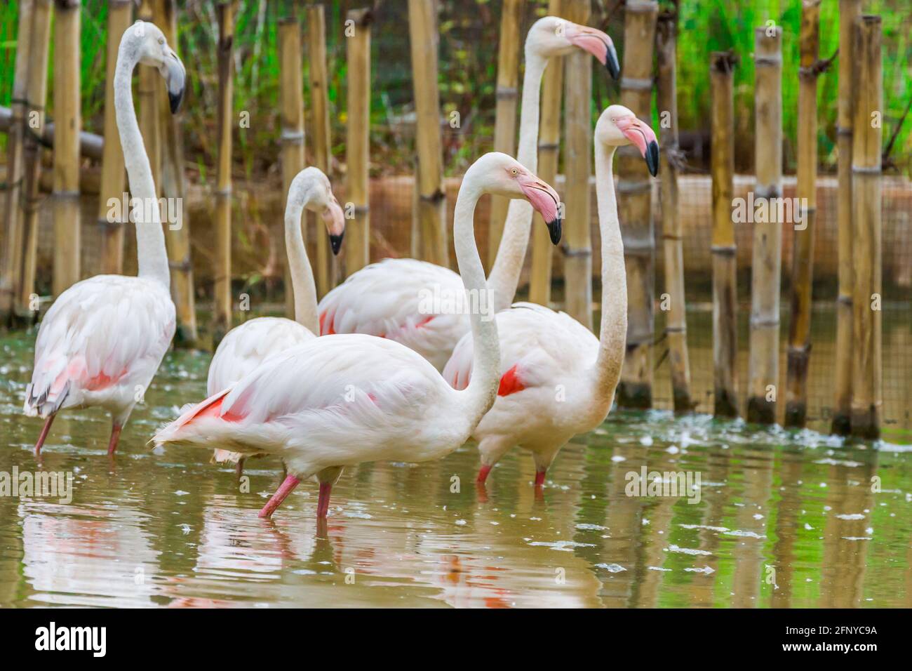 Group of pink caribbean flamingo Stock Photo - Alamy