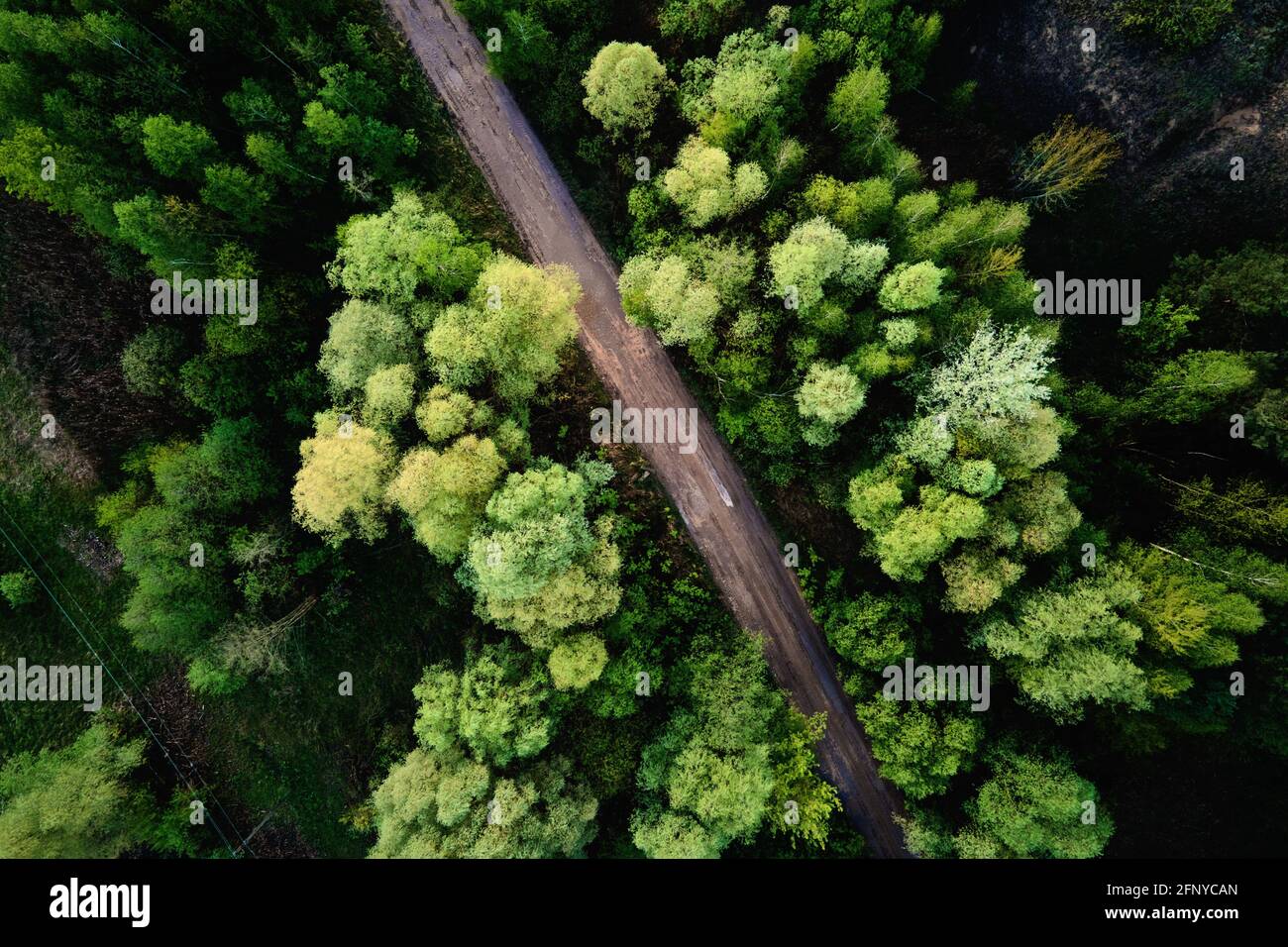 Aerial view of country road through the pine tree forest. Nature ...