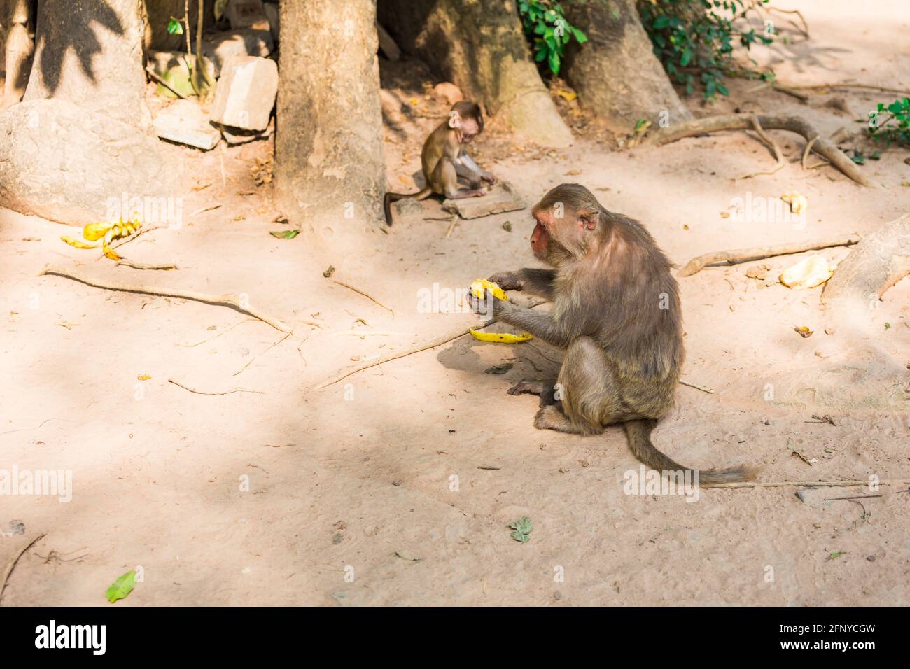 Mother monkey and baby monkey sits on the sand and eats banana Stock ...