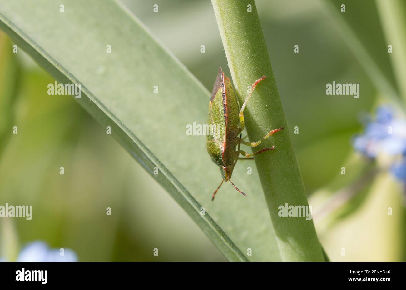 Common green shieldbug, shield bug, Palomena prasina or stink bug ...