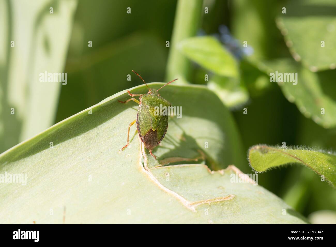 Common green shieldbug, shield bug, Palomena prasina or stink bug ...