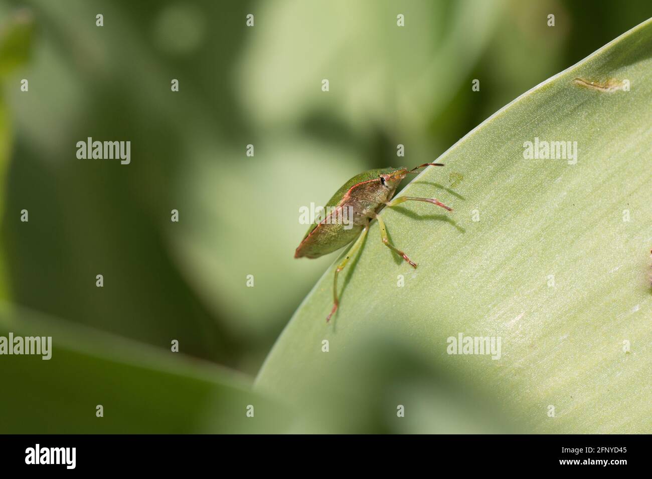Common green shieldbug, shield bug, Palomena prasina or stink bug ...
