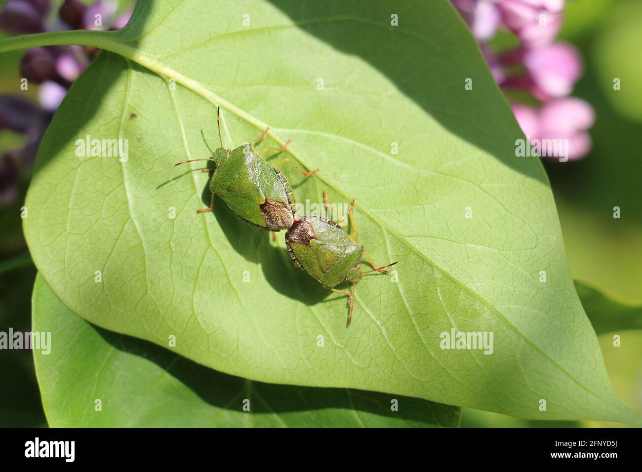 Two common green shield bugs, shieldbug, Palomena prasina or stink bug ...