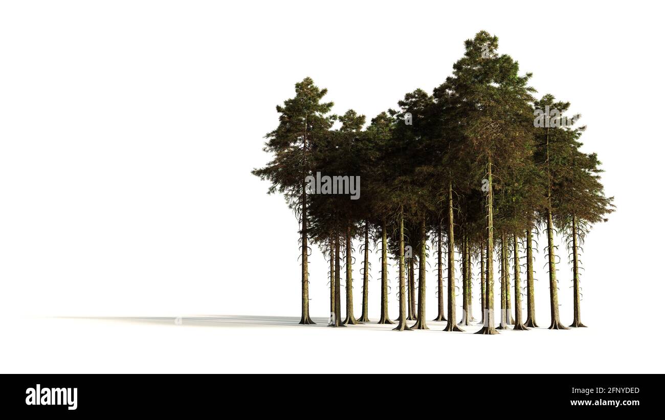 fir trees forest isolated with shadow on white background (3d nature ...